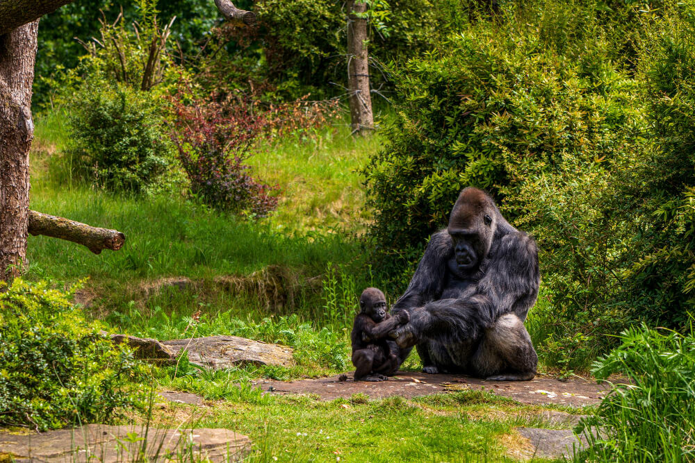 Gorilla Behavior and Habitat; Unique Characteristics of Gorillas