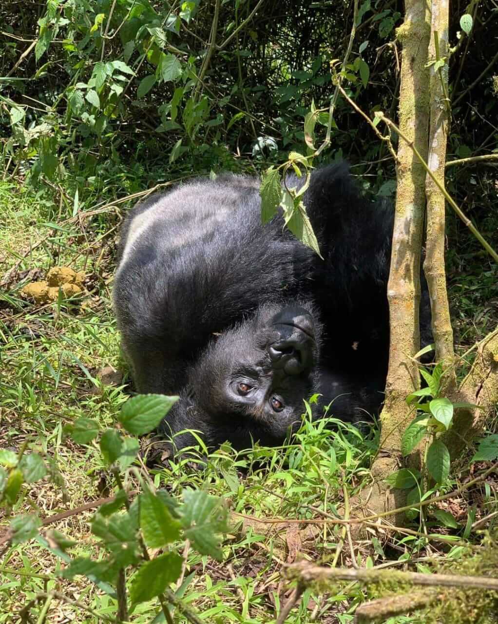 Gorilla Trekking Tour Company - Gorilla Safari Consultants