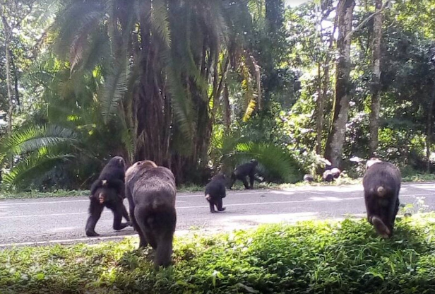 budongo forest reserve - Gorilla Safari Consultants