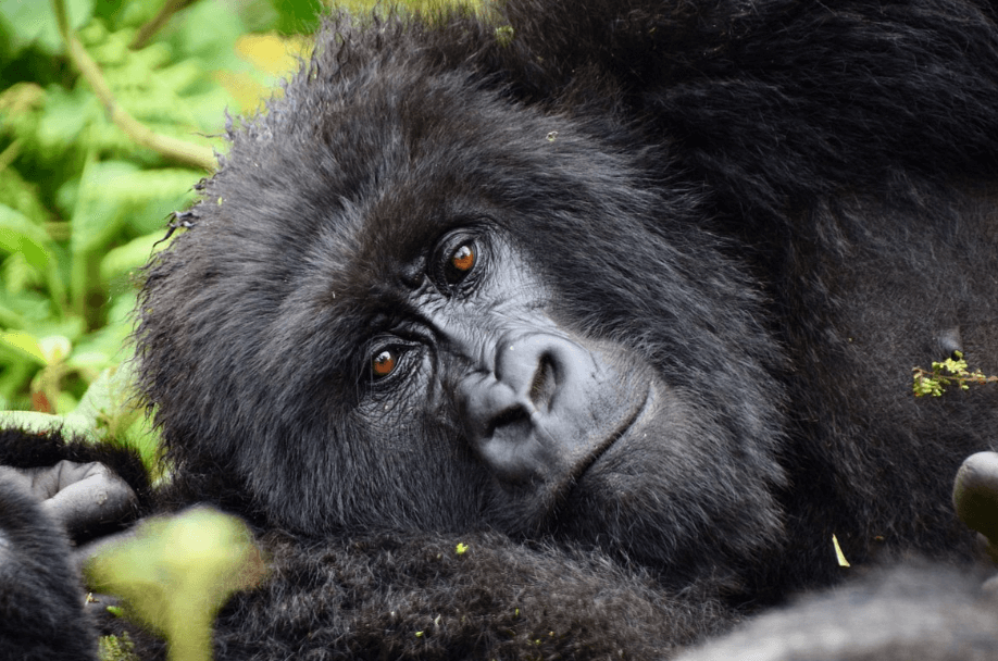 Gorilla Trekking in Uganda- Gorilla Safari Consultants
