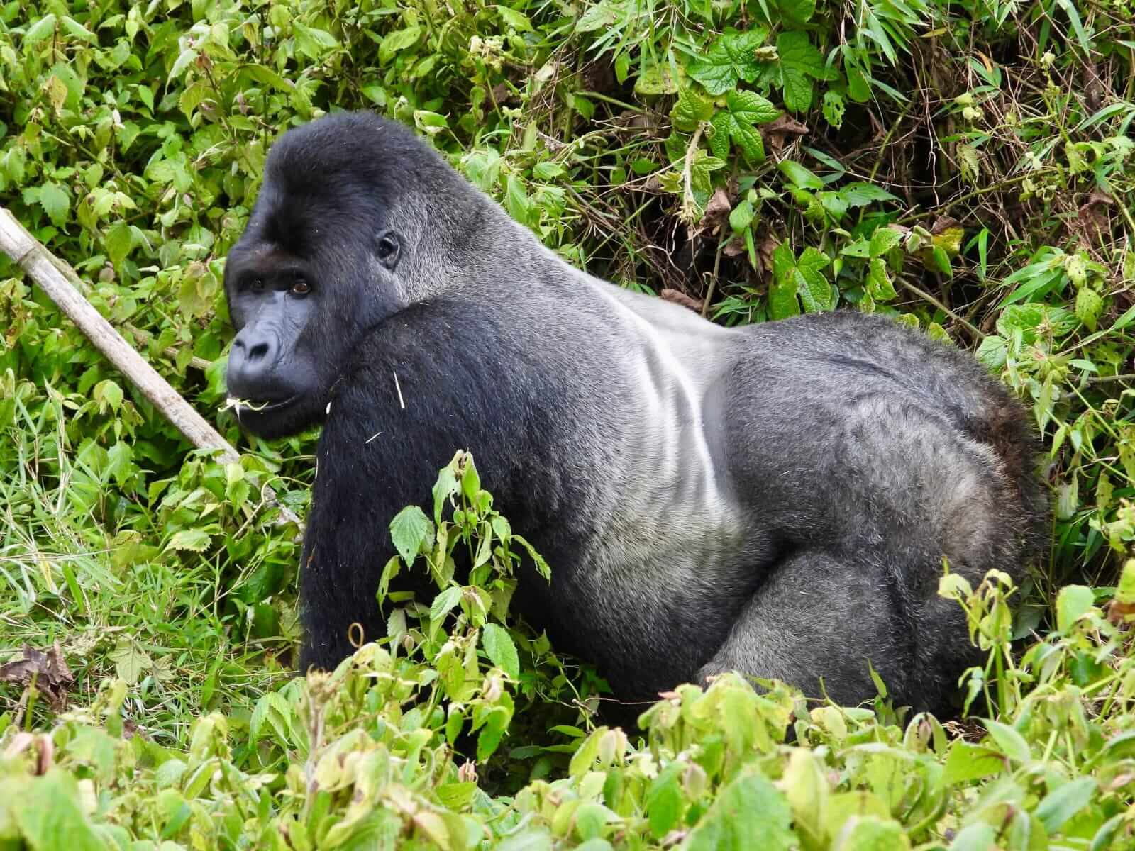 Virunga National Park Congo - Gorilla Safari Consultants